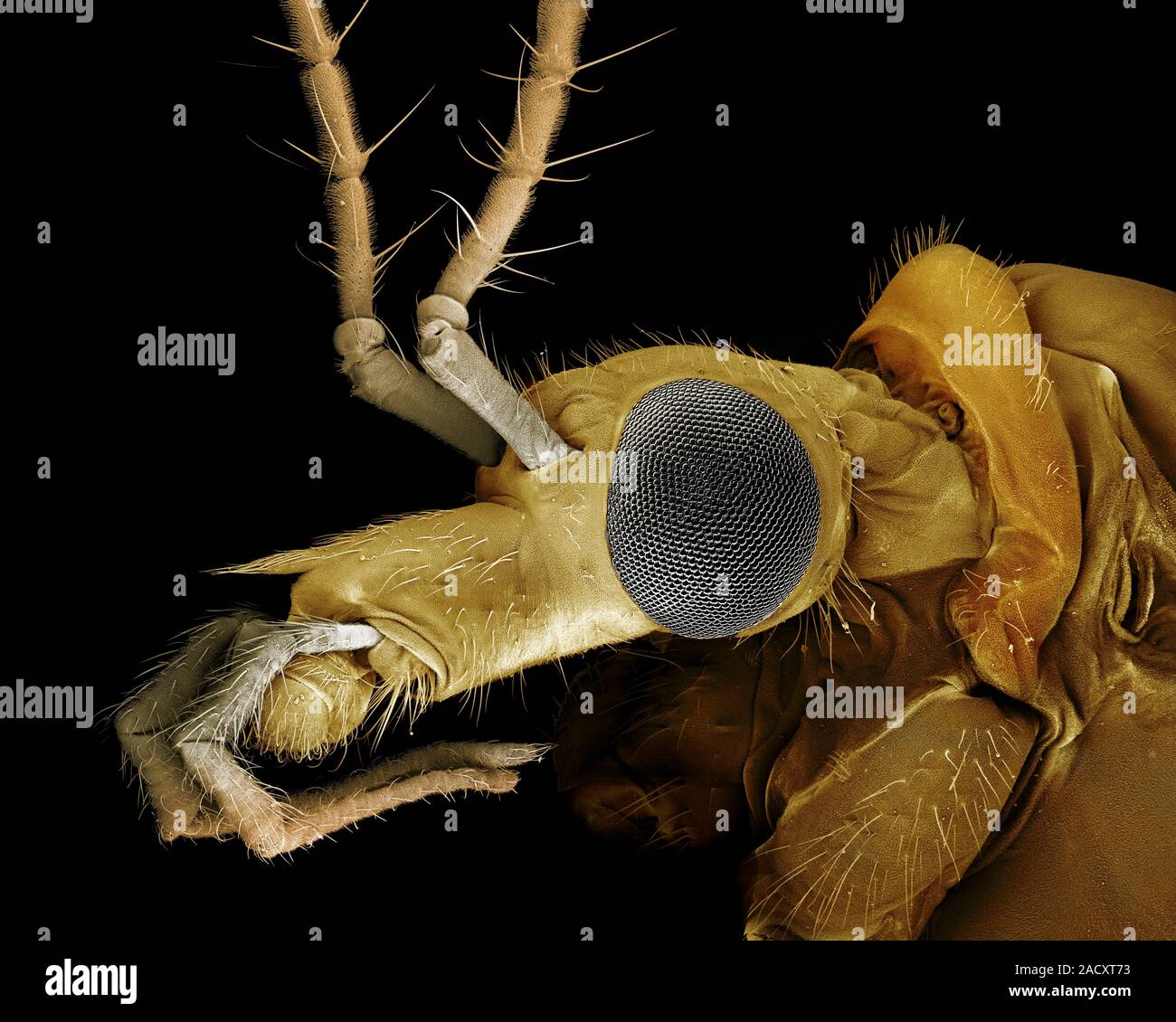 Crane fly. Scanning electron micrograph (SEM) of the head of a crane ...