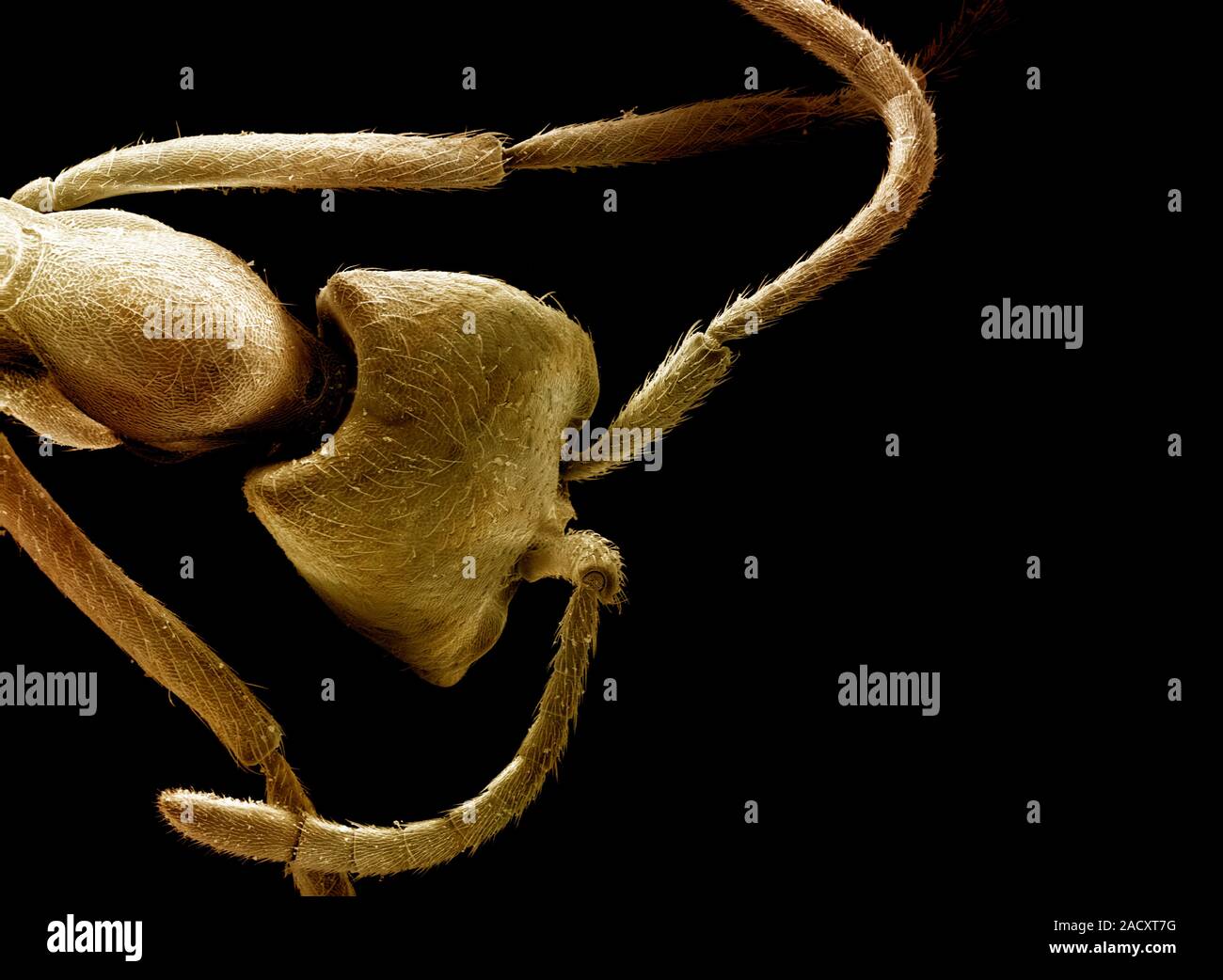 Driver ant. Coloured scanning electron micrograph (SEM) of the head of ...
