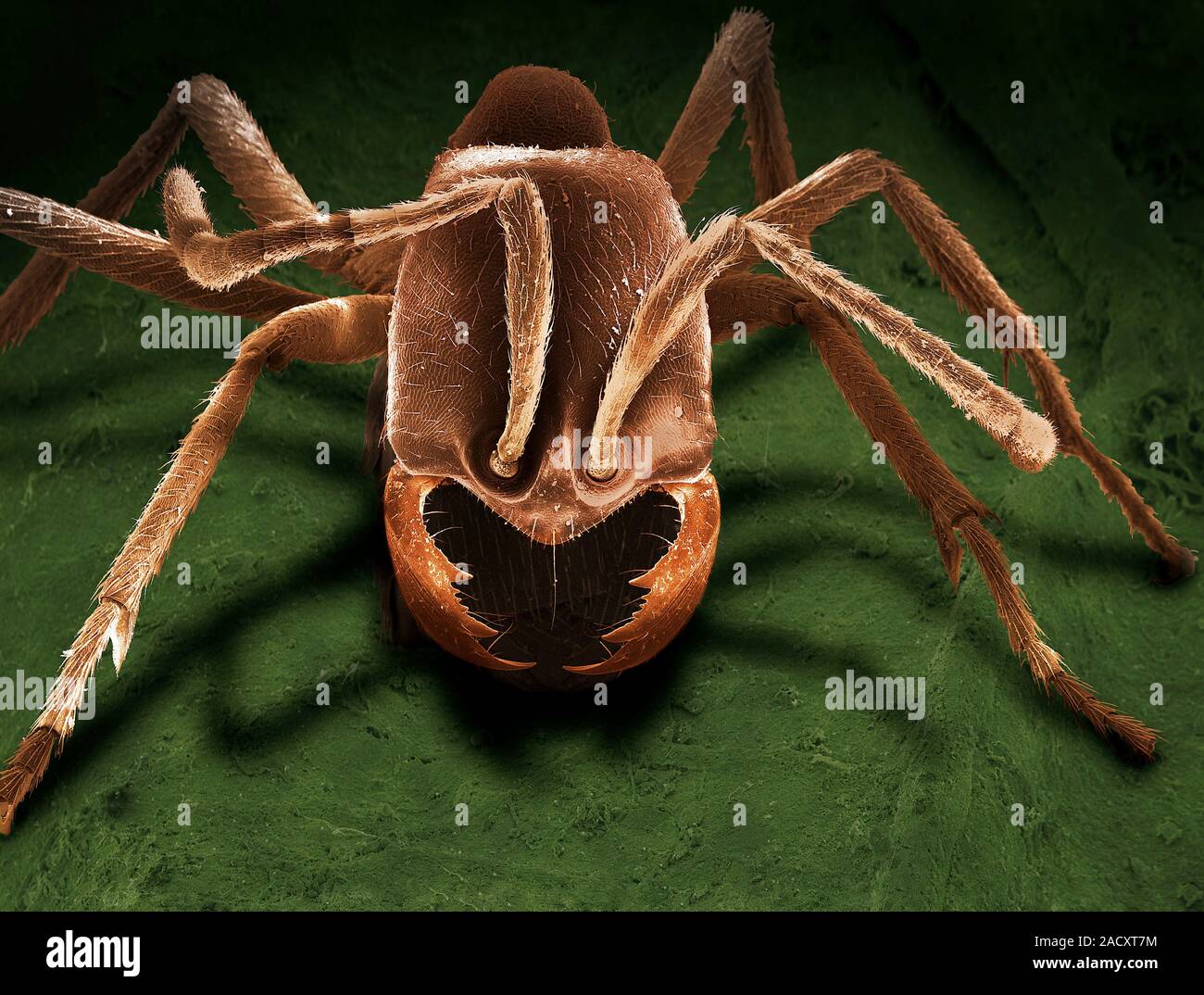 Driver ant. Coloured scanning electron micrograph (SEM) of the head of ...