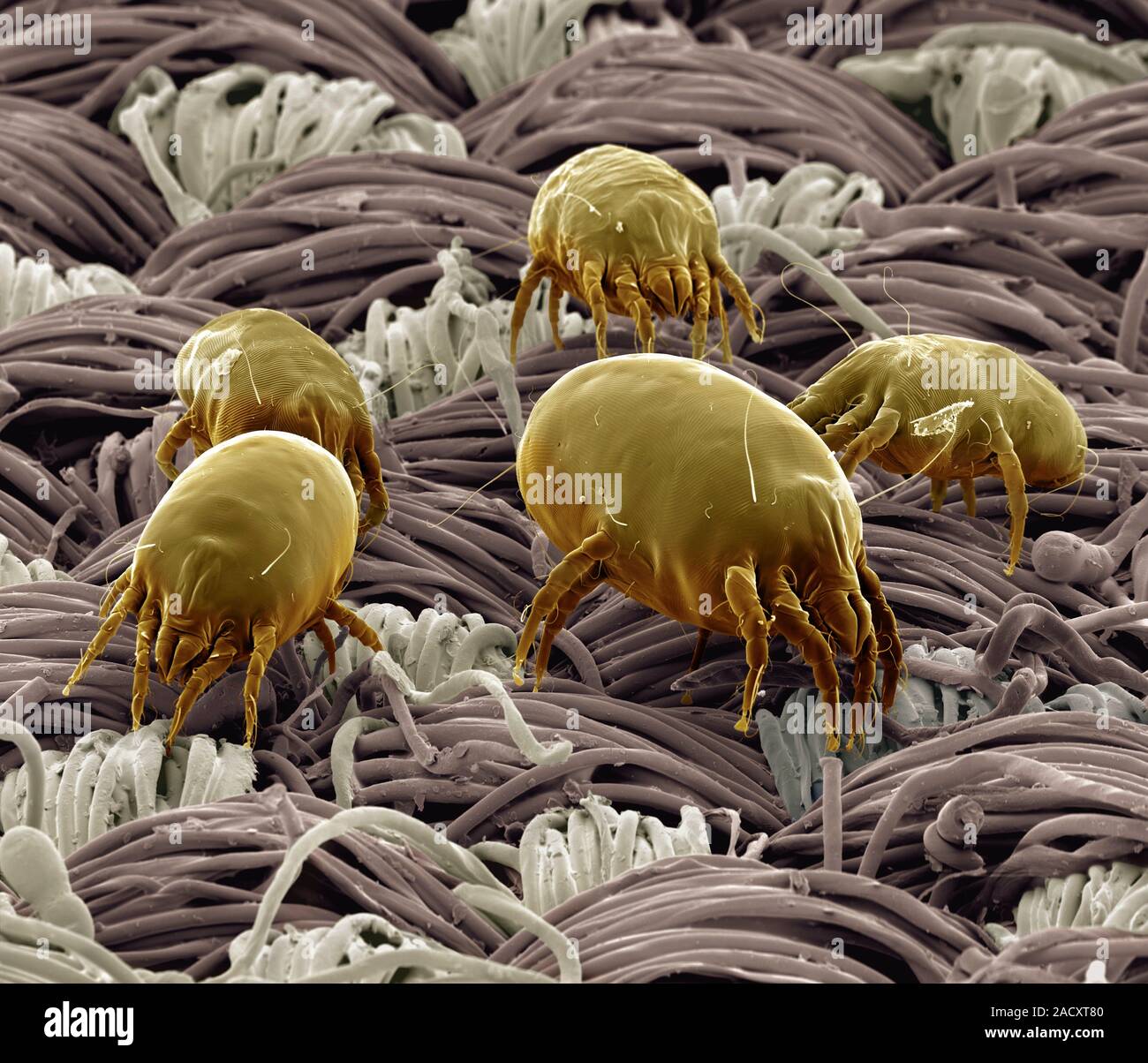 Dust mites. Coloured scanning electron micrograph (SEM) of ...