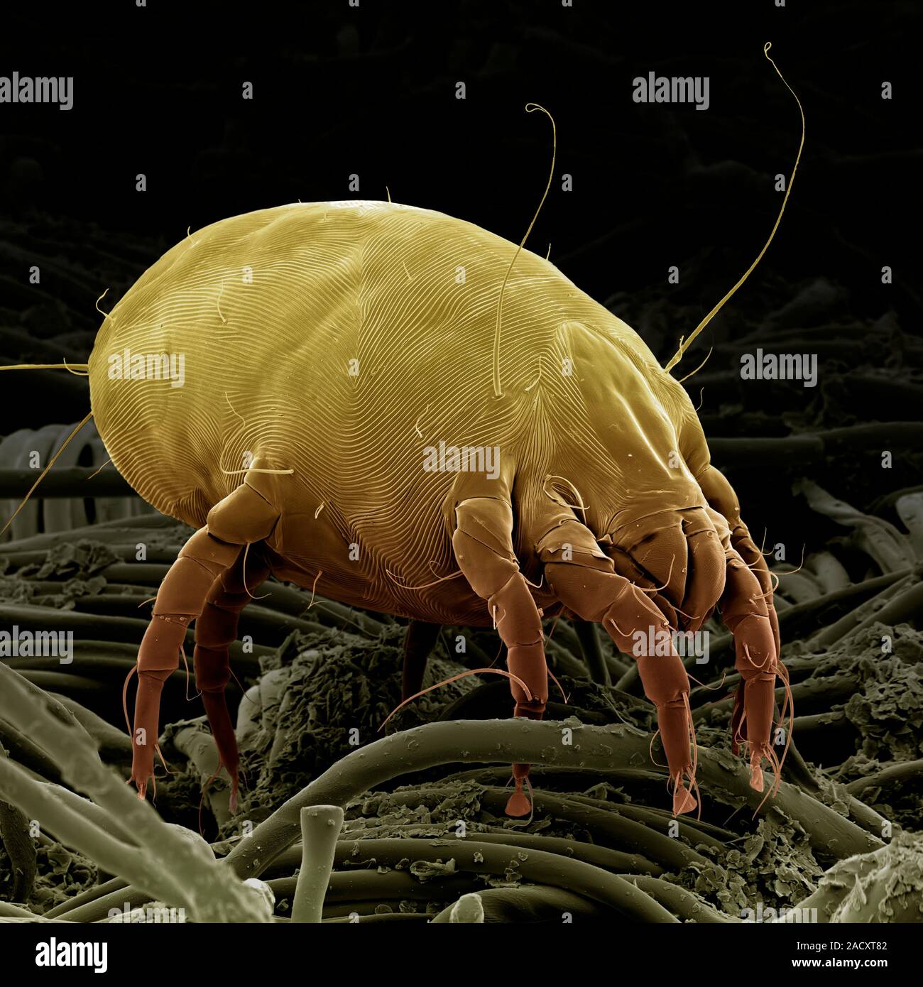 Dust mite. Coloured scanning electron micrograph (SEM) of the dust mite ...