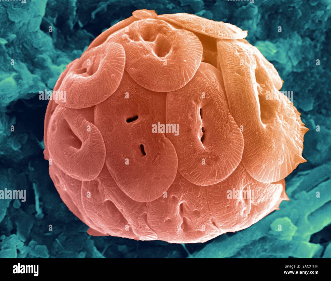Coccolithophore shell. Coloured scanning electron micrograph (SEM) of ...
