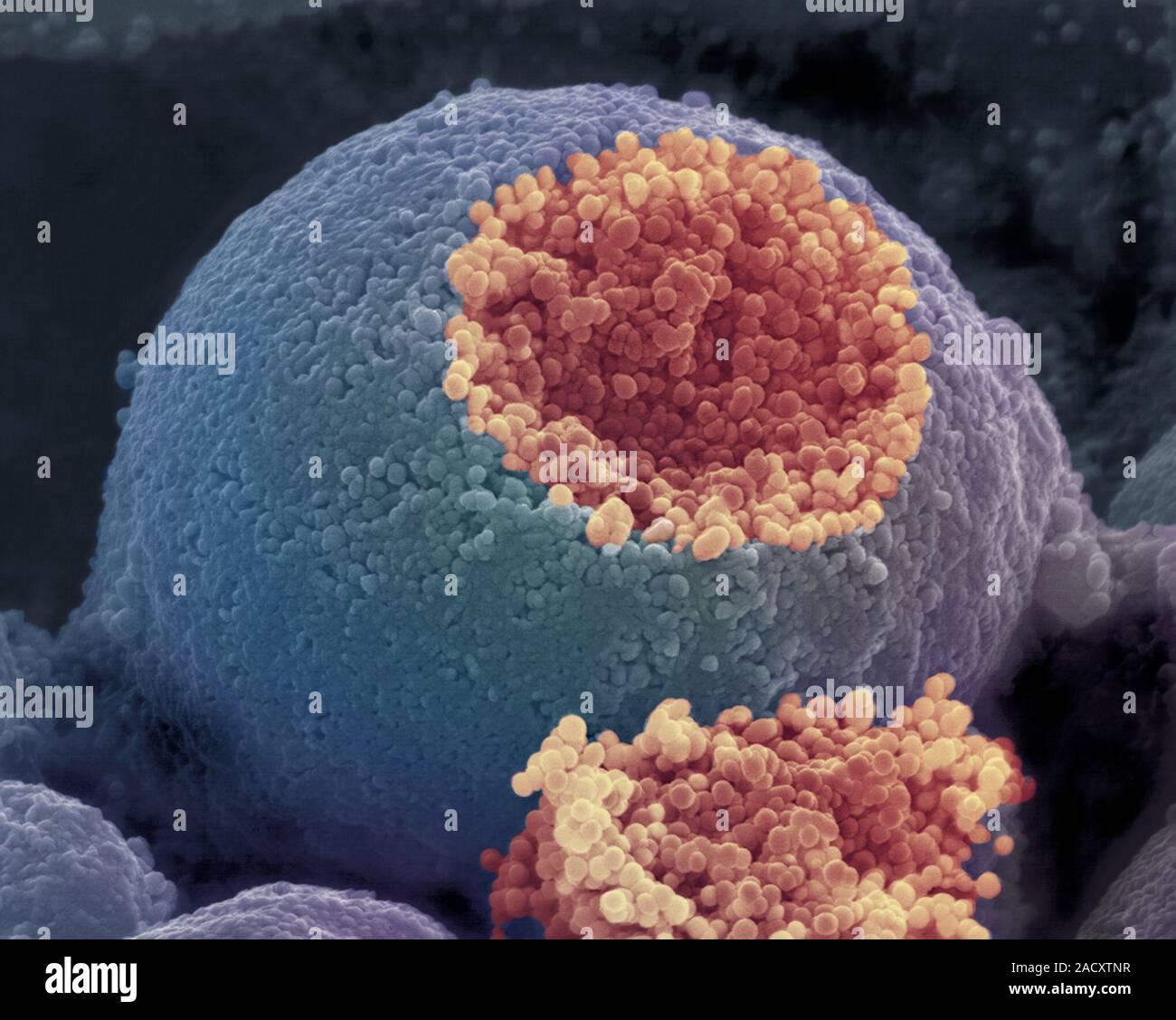 Nerve ending. Coloured scanning electron micrograph (SEM) of a nerve ...