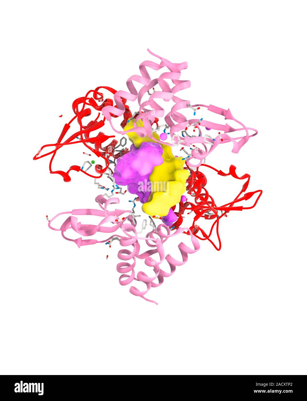 Molecular model of the Ebola viral protein 35 (VP35, bright pink and ...