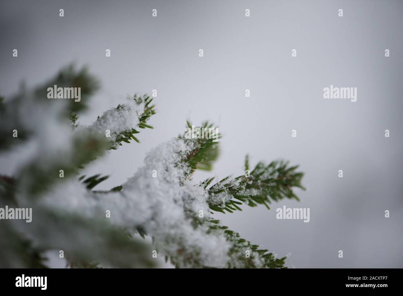 christmas evergreen pine tree covered with fresh snow Stock Photo - Alamy