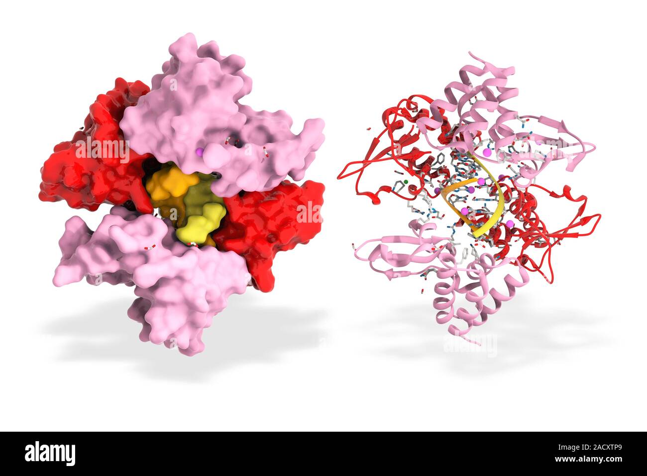 Molecular models of the Ebola viral protein 35 (VP35, yellow and rods ...