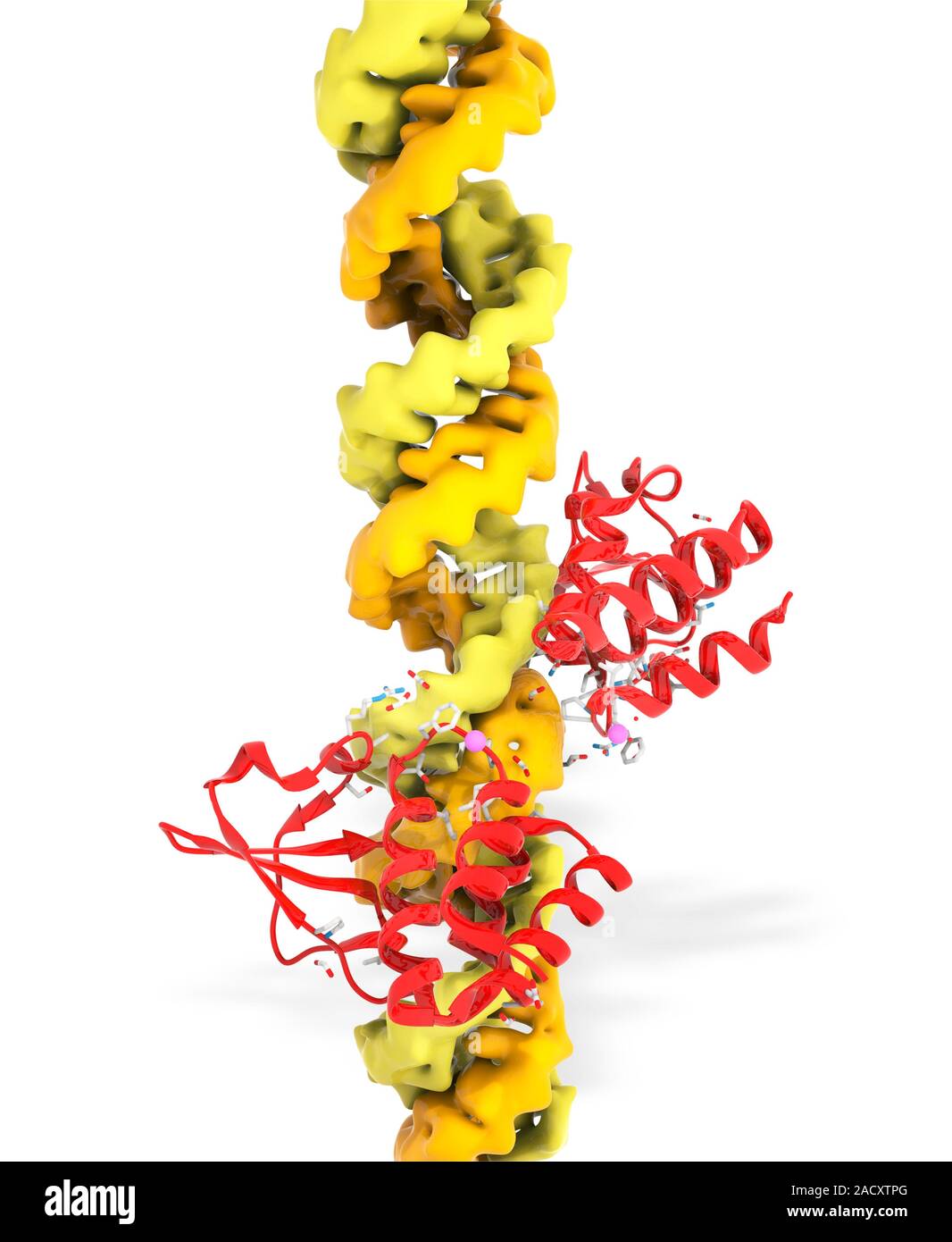 Molecular model of the Ebola viral protein 35 (VP35, red) bound to a ...