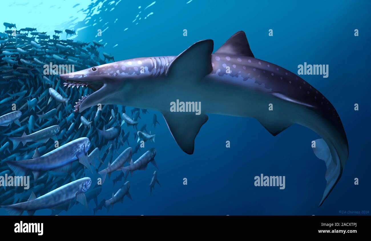 Edestus giganteus shark, preying on fish, artwork. This species of ...