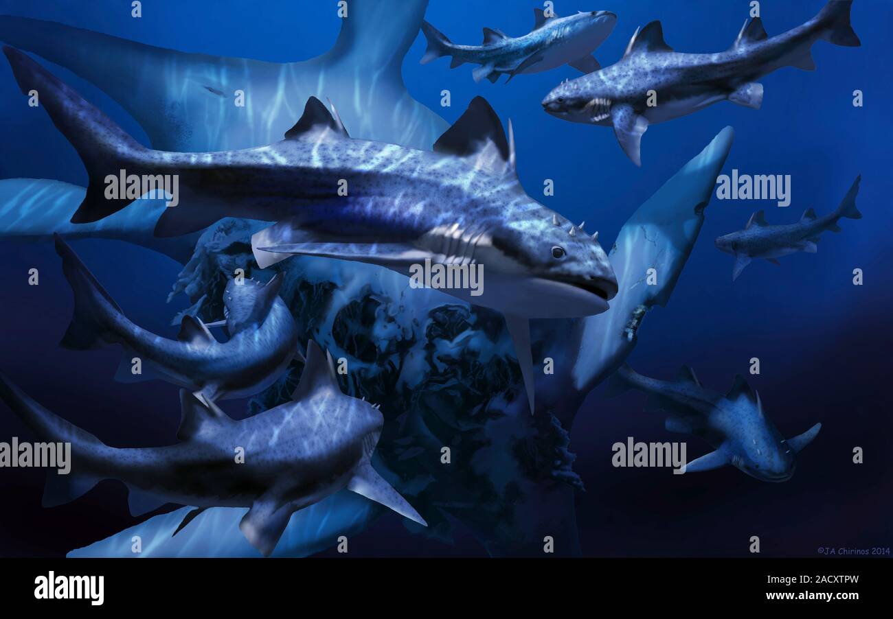 Prehistoric Shark Species