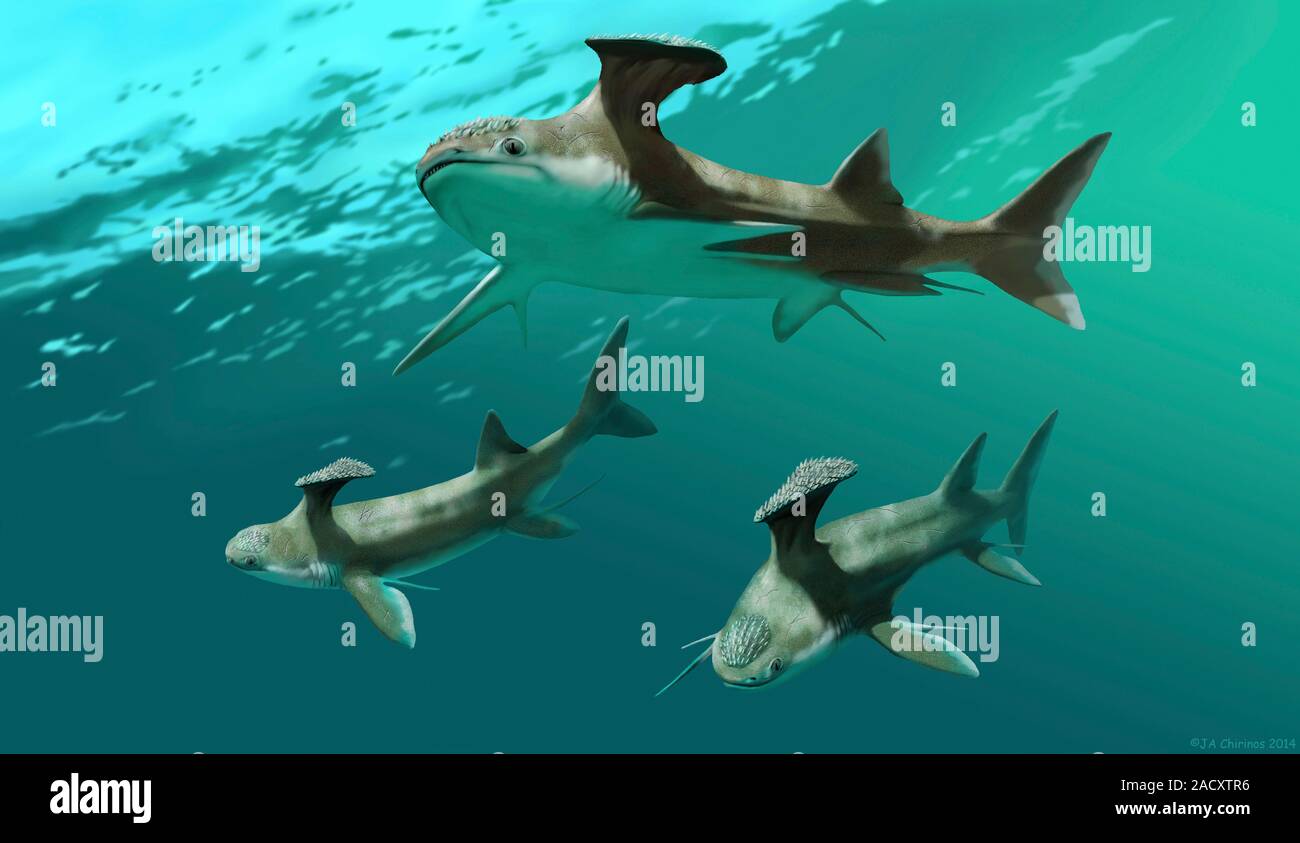 Stethacanthus productus prehistoric sharks, artwork. This species of ...