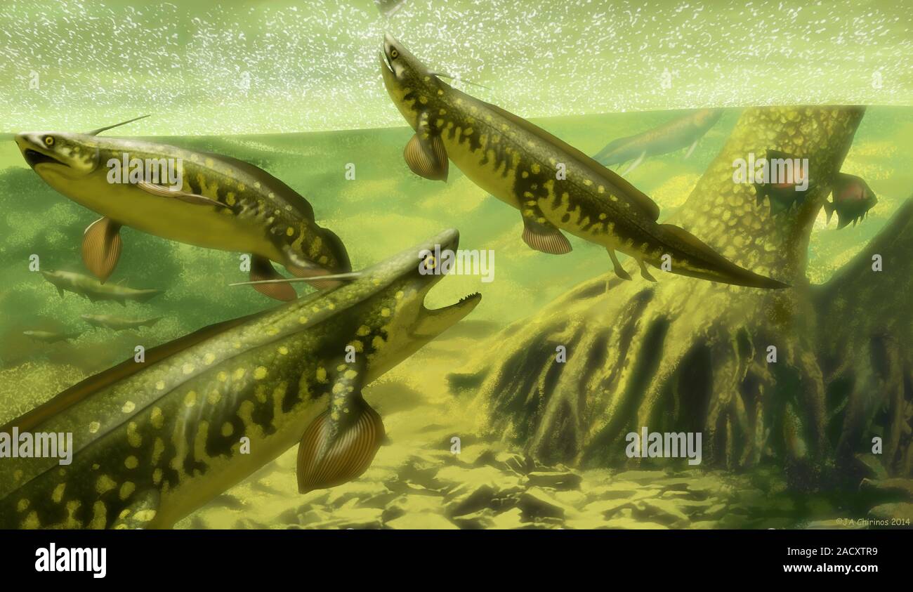 Xenacanthus decheni sharks, artwork. This species of prehistoric shark ...