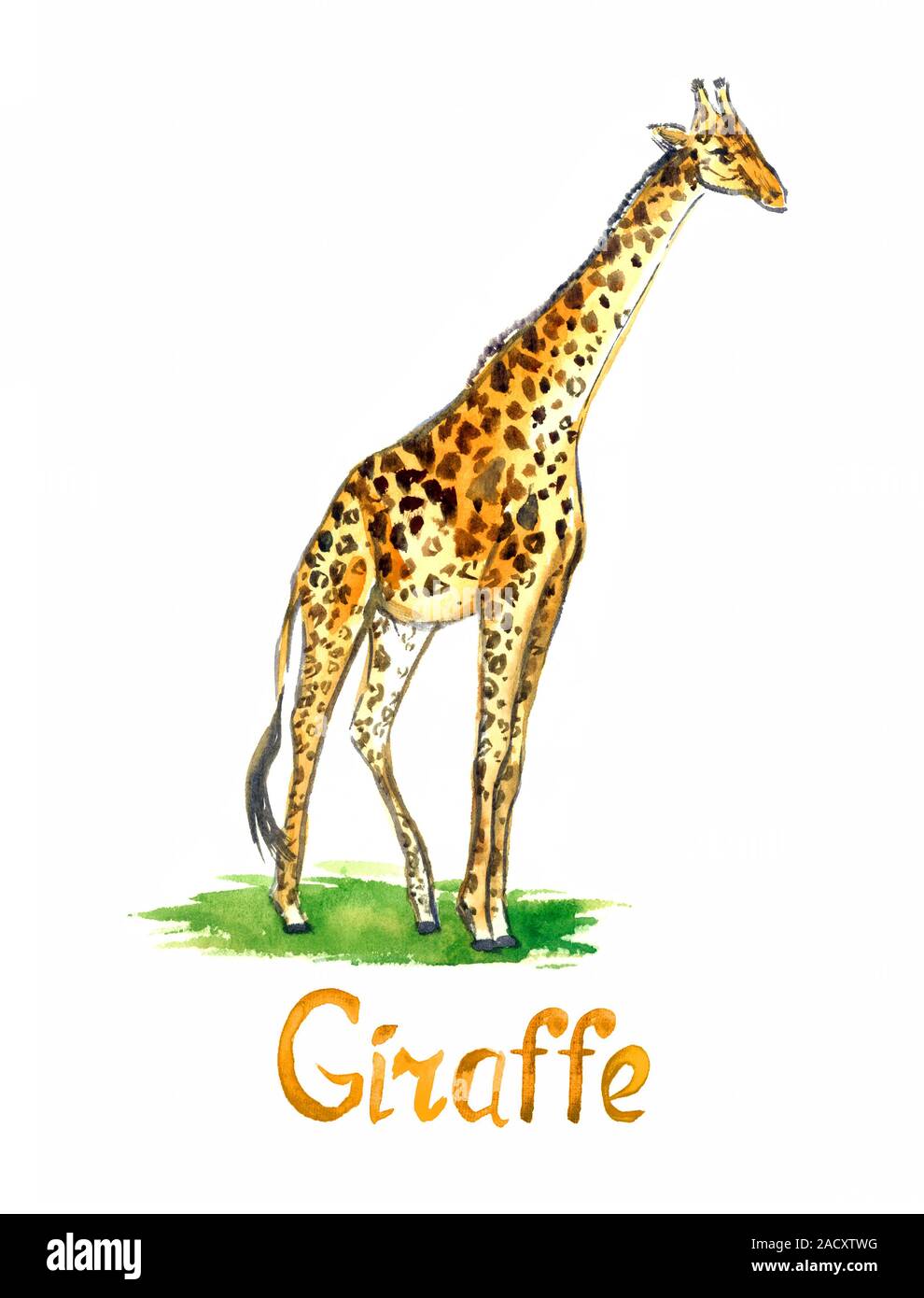 Giraffe standing on grass glade, side view, handpainted watercolor ...
