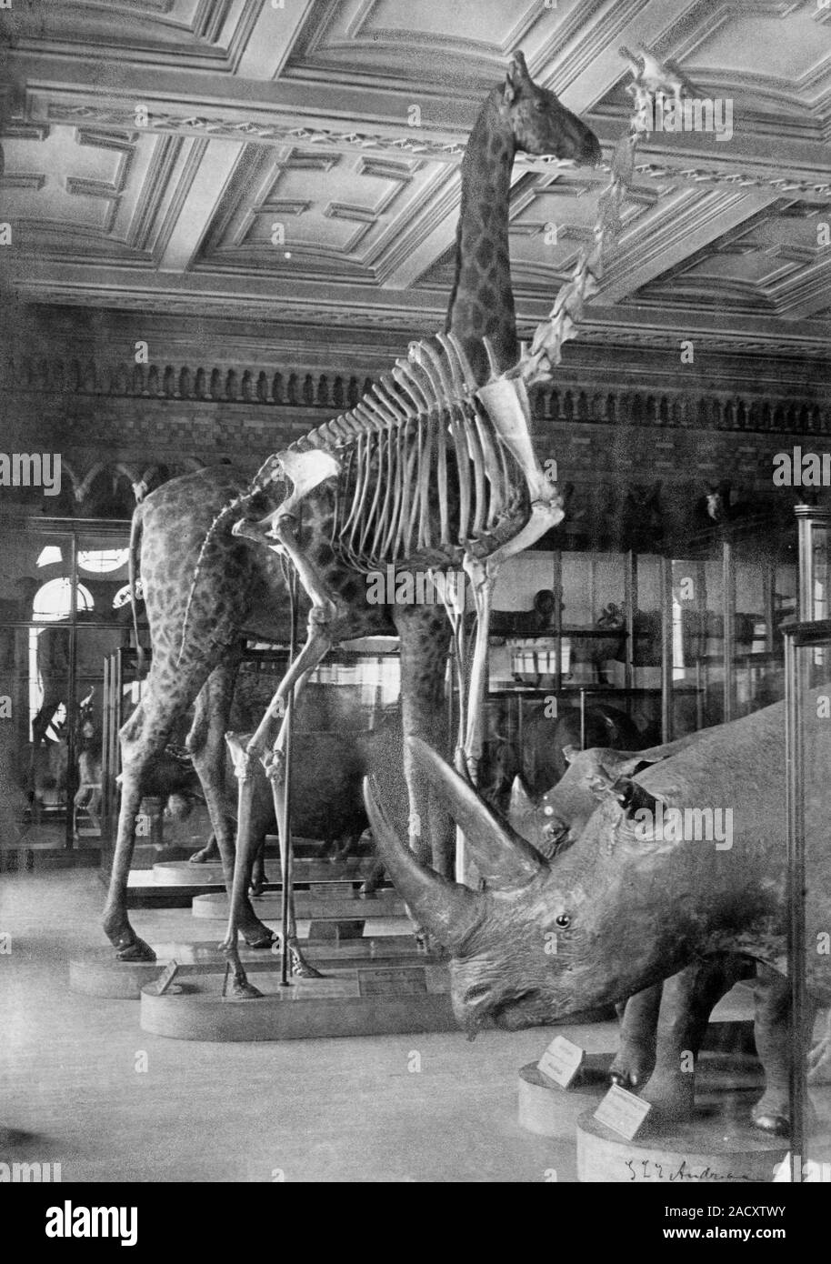 Photograph of Giraffe and Rhinos in the Mammal Pavilion of the Natural ...