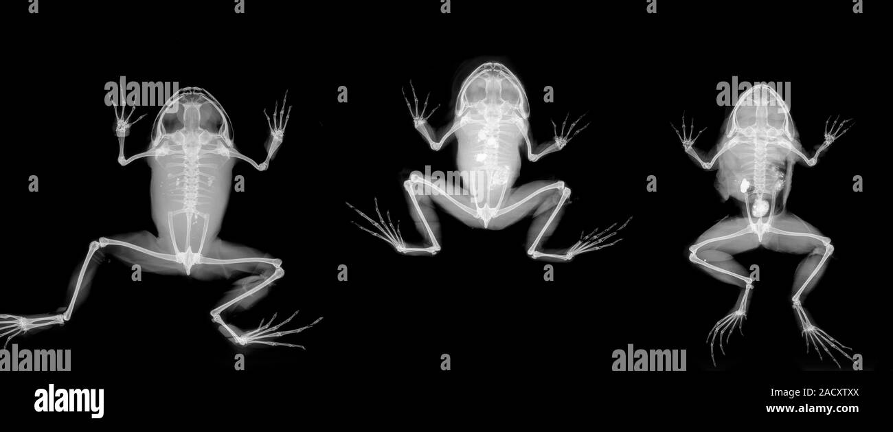X-ray of frog specimens held at the Natural History Museum, London, UK ...