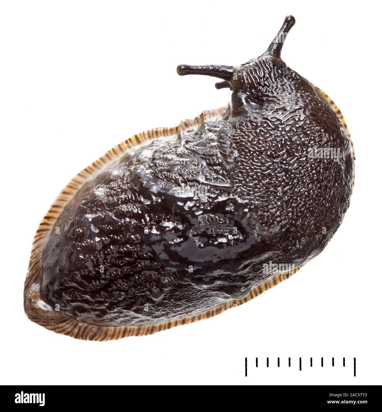 The Black arion (Arion ater). This is a large, terrestrial, mostly ...
