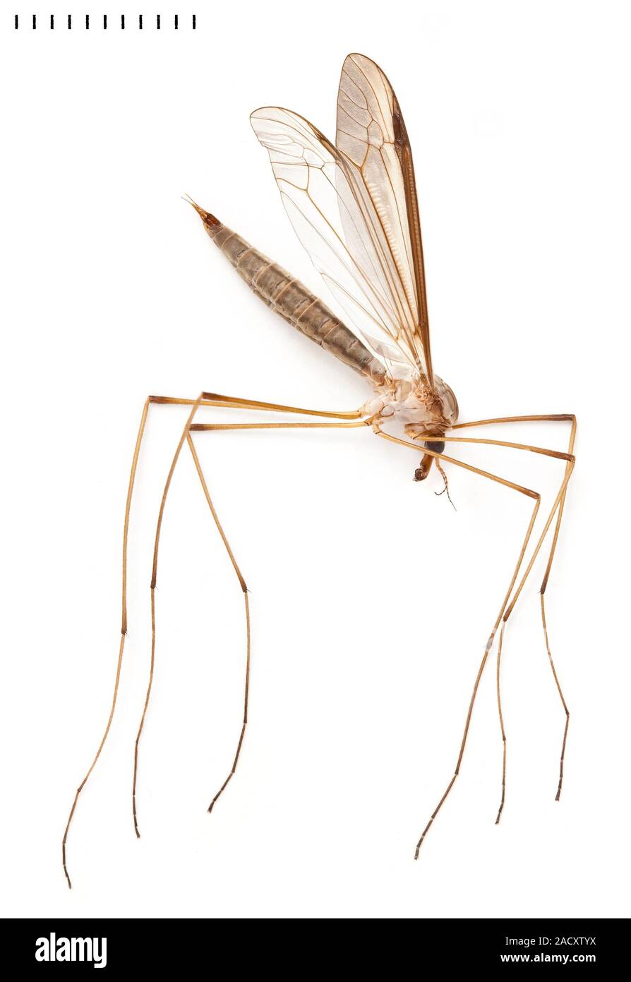 The common cranefly (Tipula oleracea) typically lives and lays its eggs ...