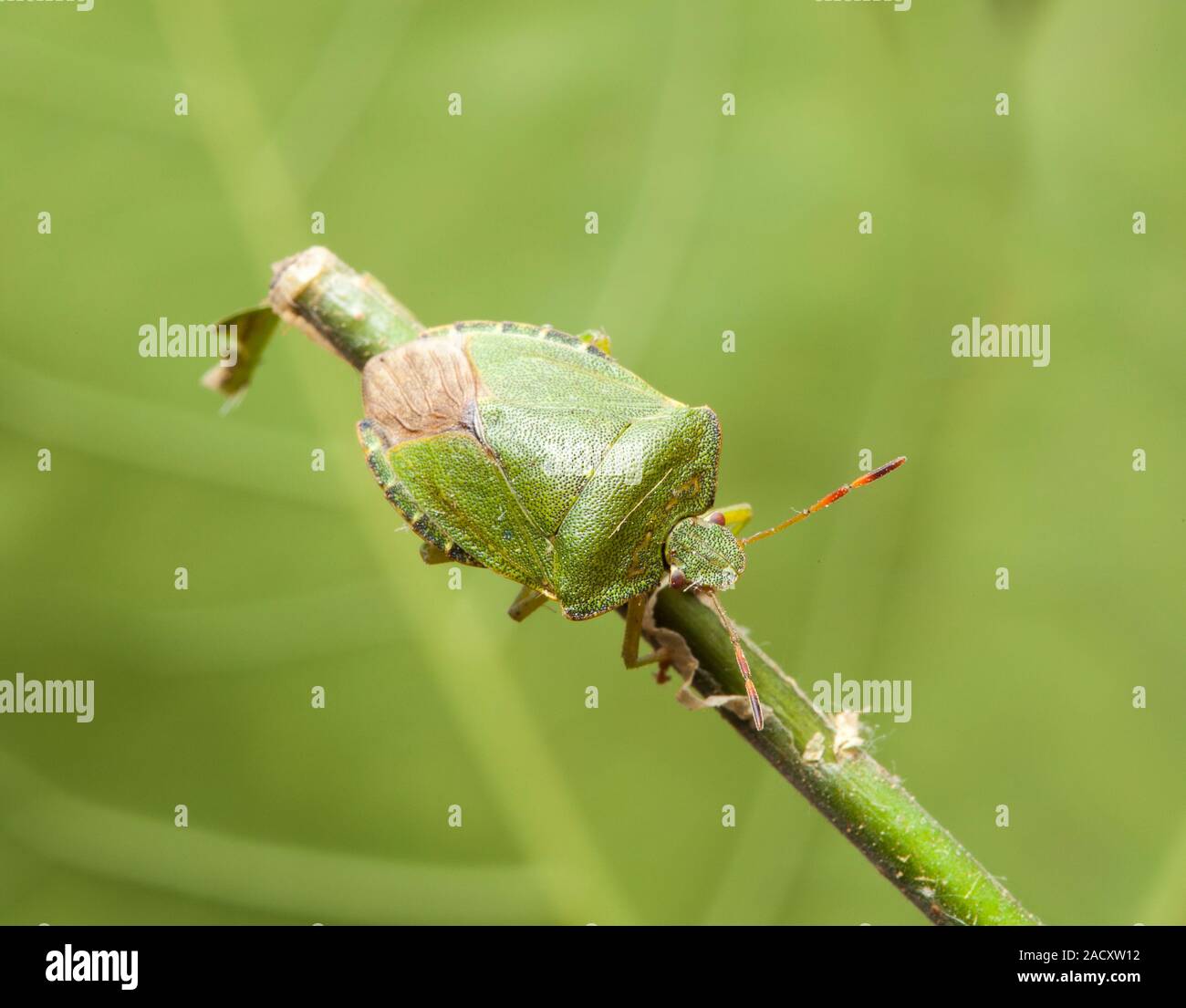 The Green shield bug (Palomena prasina), a common Hemipteran insect ...