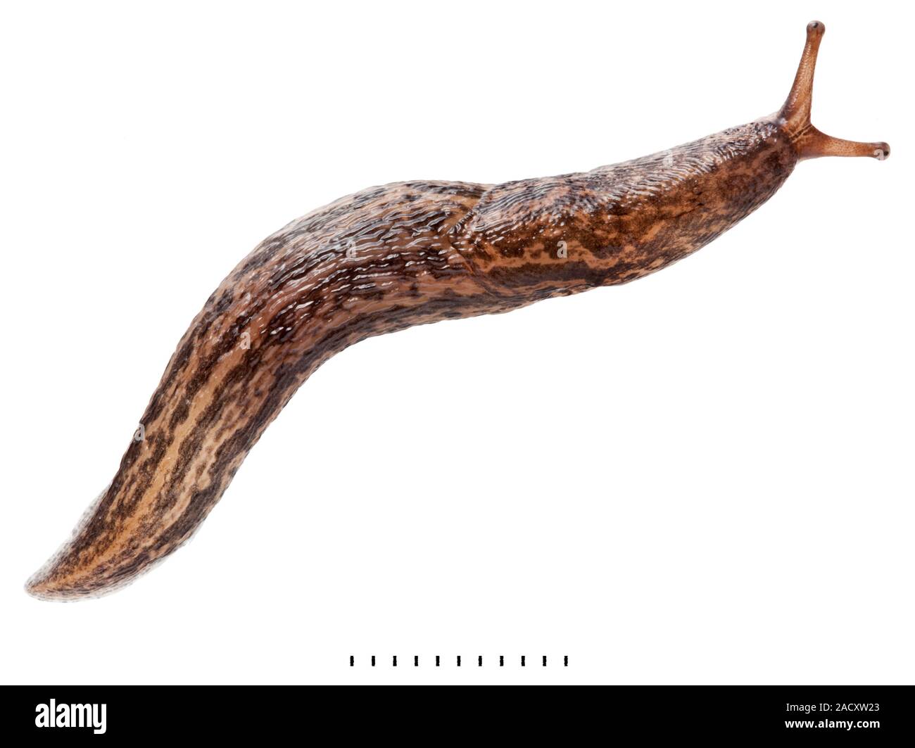 The Leopard slug (Limax maximus) is one of the largest slugs in the UK ...