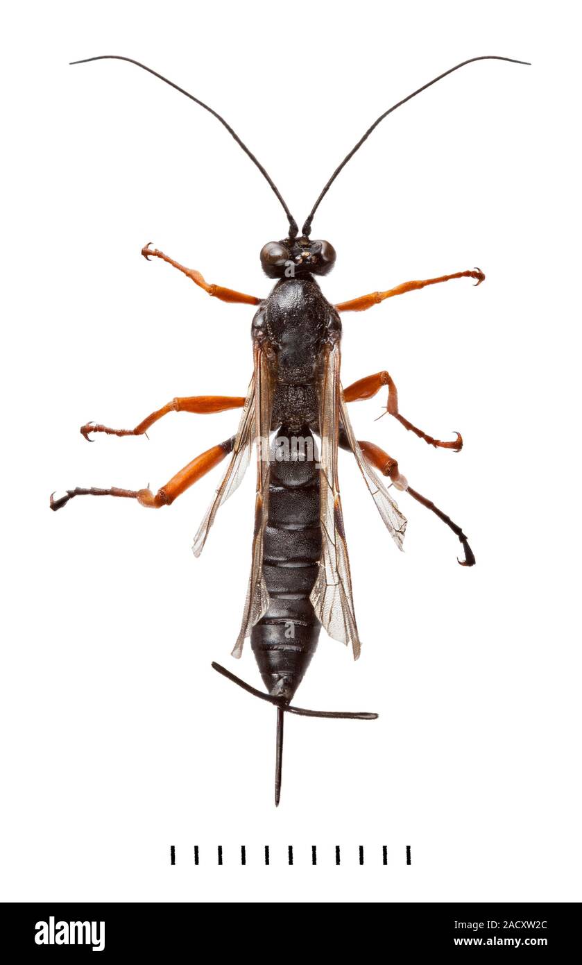 The parasitic ichneumon wasp (Pimpla rufipes) lays an egg in a ...
