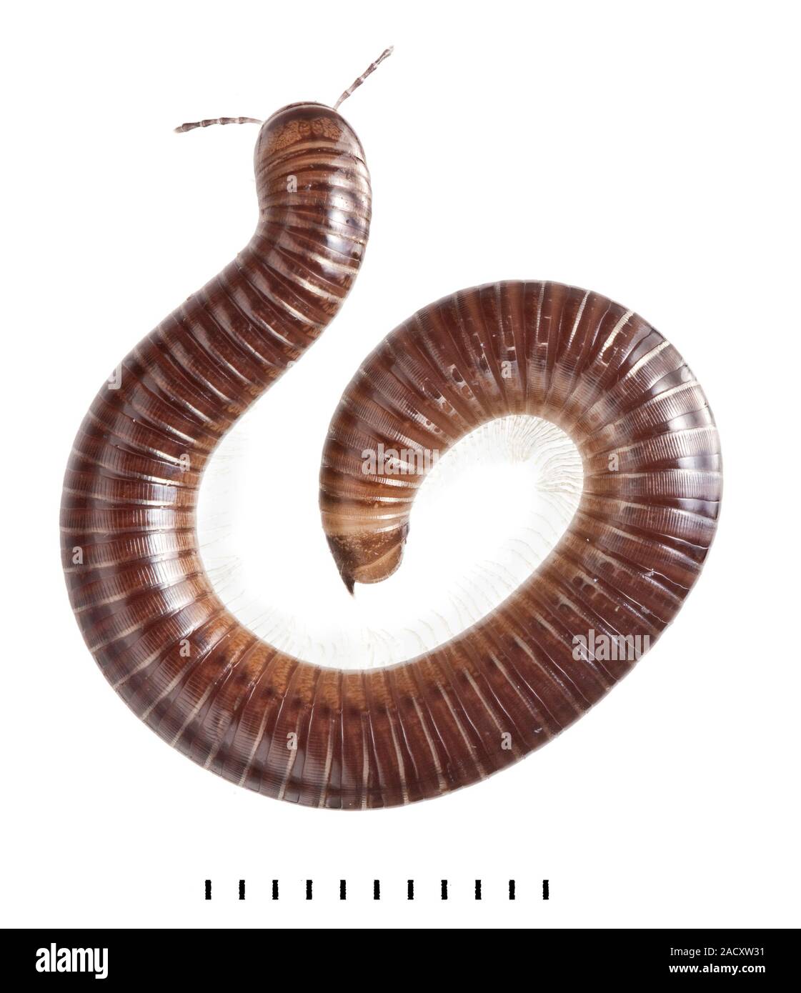 Snake millipedes (family Julidae) are natives of Europe, North Africa ...