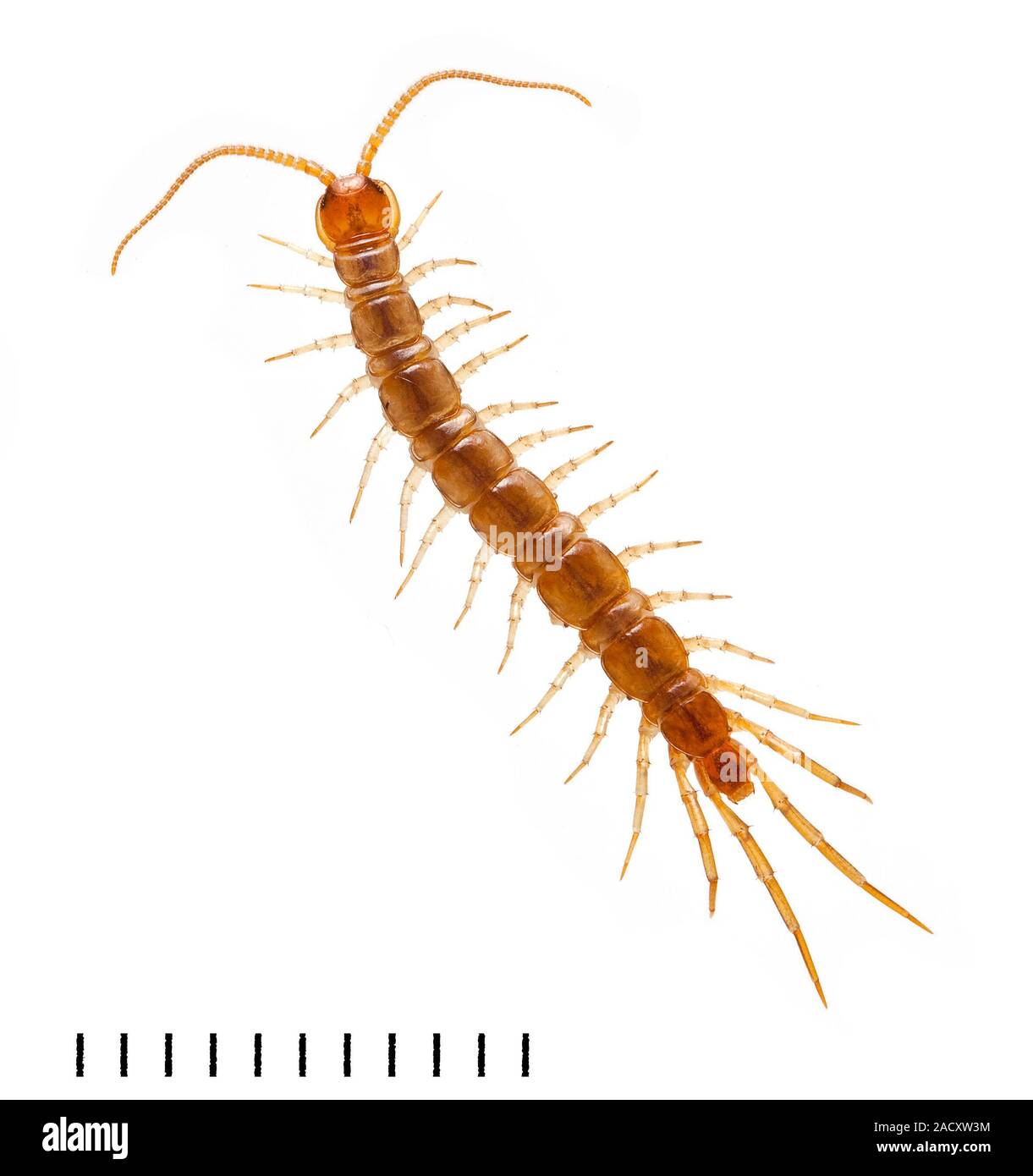Stone centipedes (Lithobius sp.) inhabit detritus and soil, feeding on ...