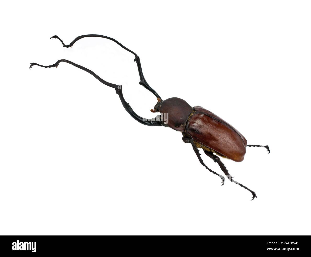 Euchirus longimanus, a long armed scarab beetle collected by Wallace in ...