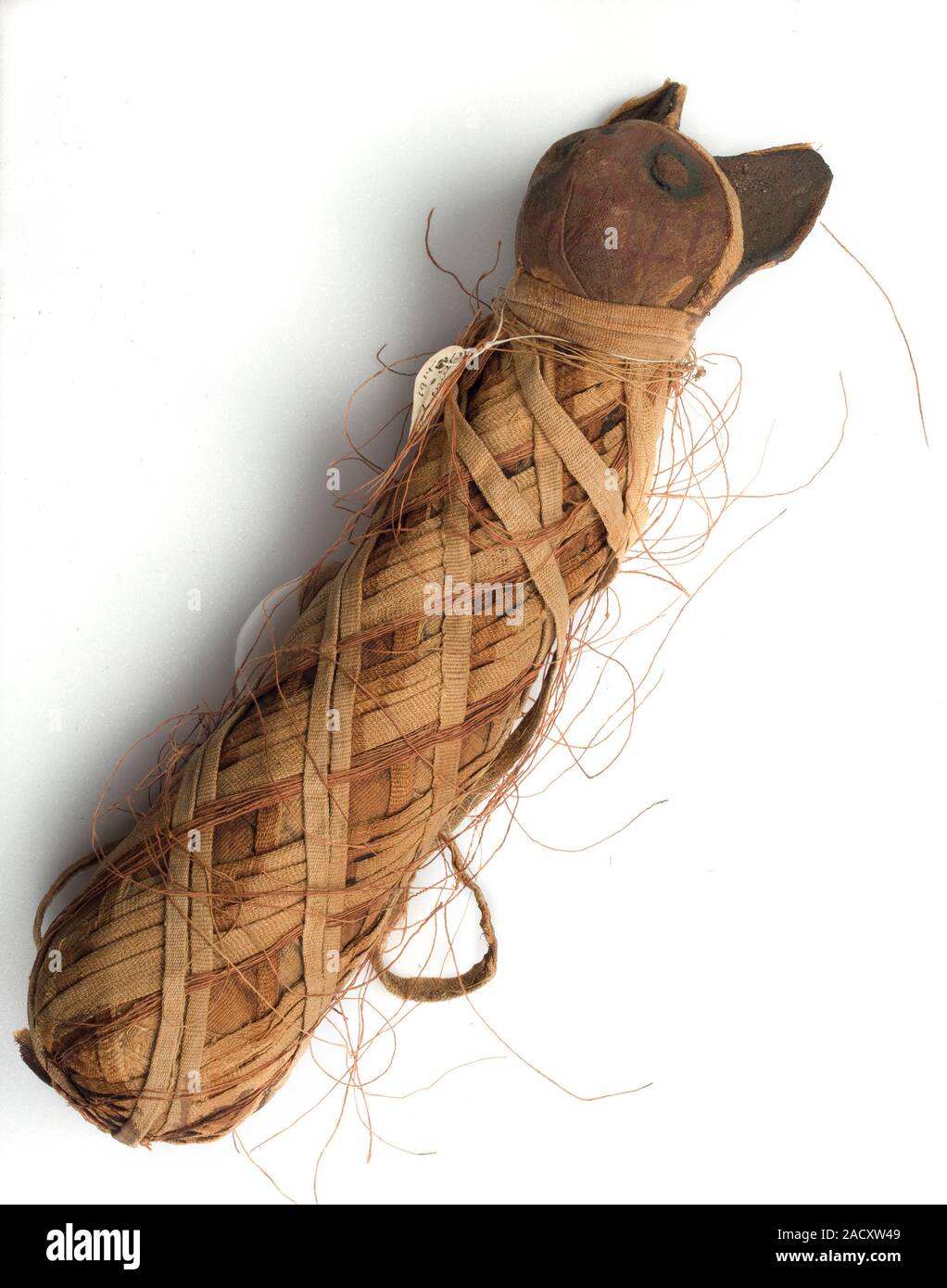 Egyptian mummified cat. Over 2000 years ago, this domestic cat was ...
