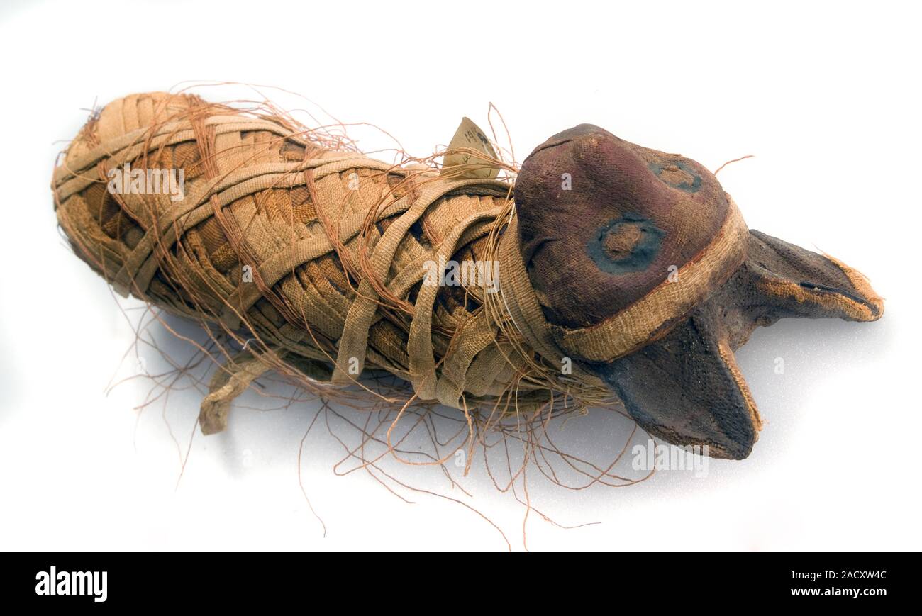 Egyptian mummified cat. Over 2000 years ago, this domestic cat was ...