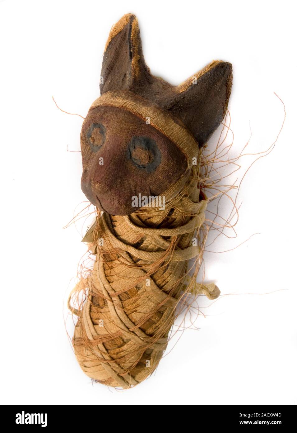 Egyptian mummified cat. Over 2000 years ago, this domestic cat was ...