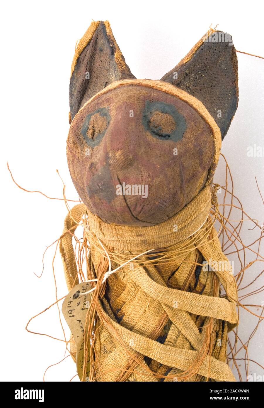 Egyptian mummified cat. Over 2000 years ago, this domestic cat was ...
