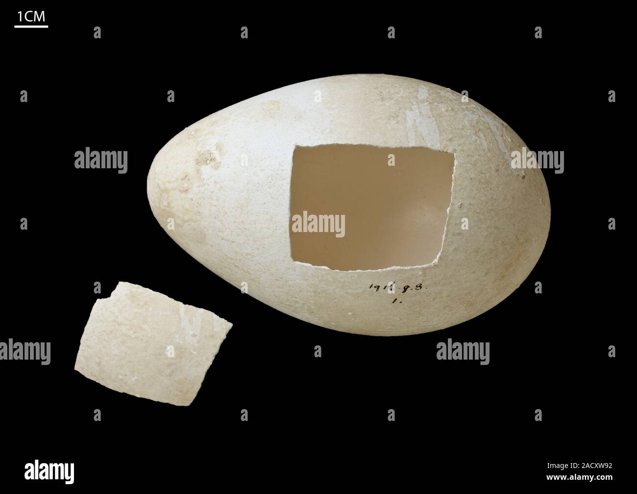 Emperor penguin egg collected in 1911, on Scott's last expedition to ...