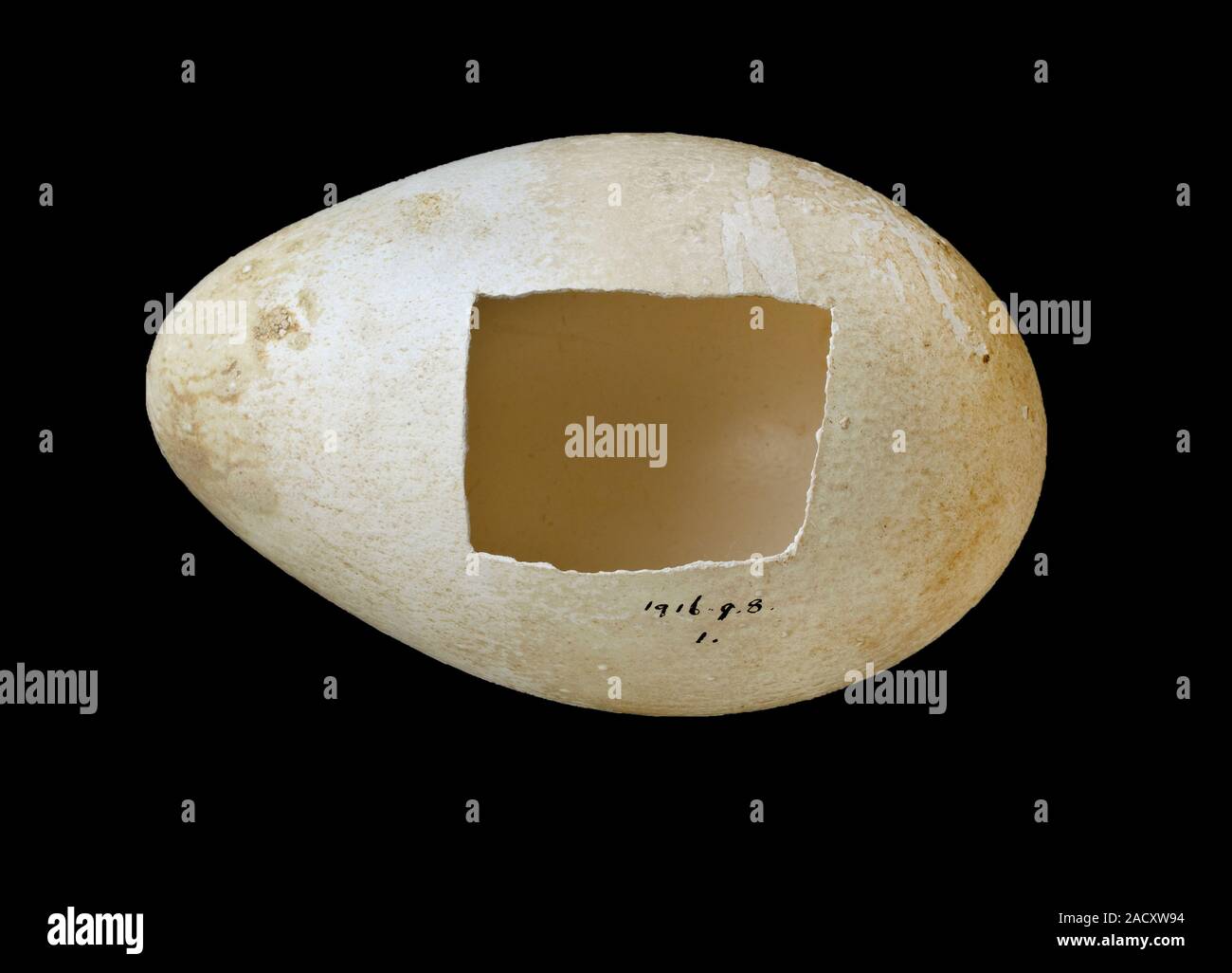 Emperor penguin egg collected in 1911, on Scott's last expedition to ...