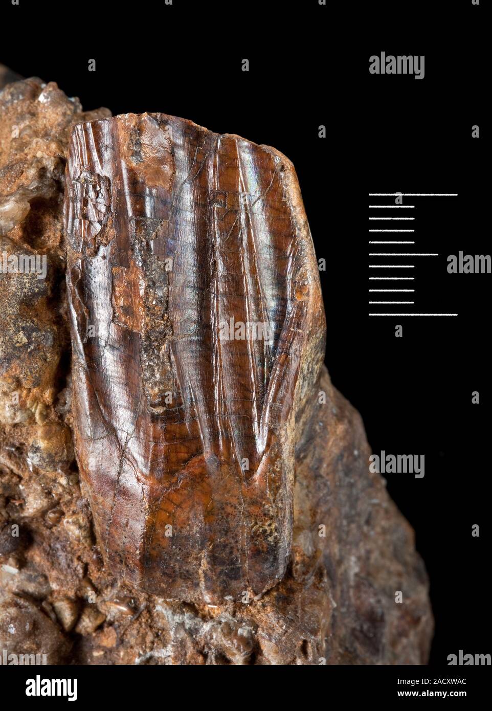 Original Iguanodon tooth found by Dr. and Mrs. Mantell. Iguanodon was a ...