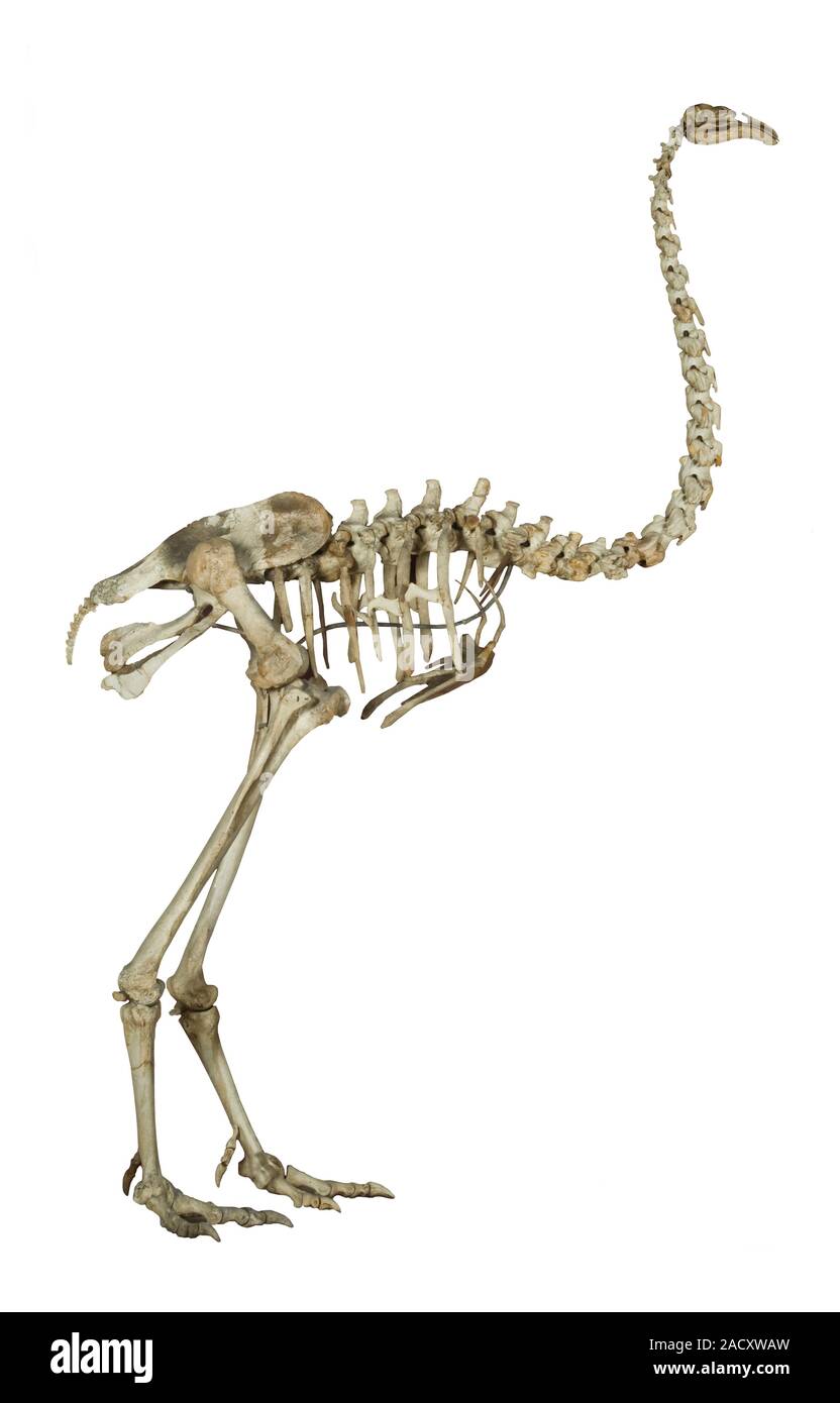 Side view of the heavy-footed moa (Dinornis elephantopus), the extinct ...