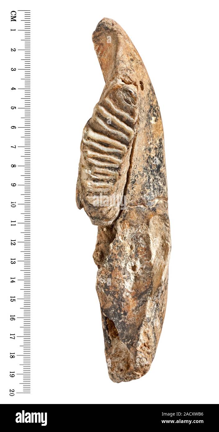 Tooth and jawbone of the dwarf elephant Palaeoloxodon cypriotes ...