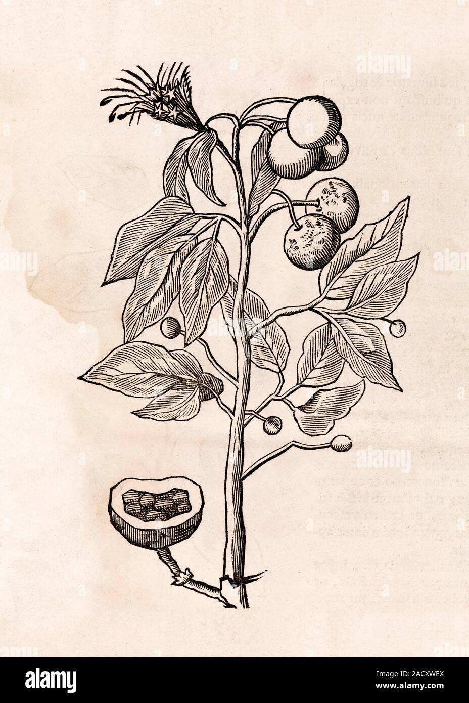 Tapia plant. 17th-century artwork of the flowers and fruits of a ...