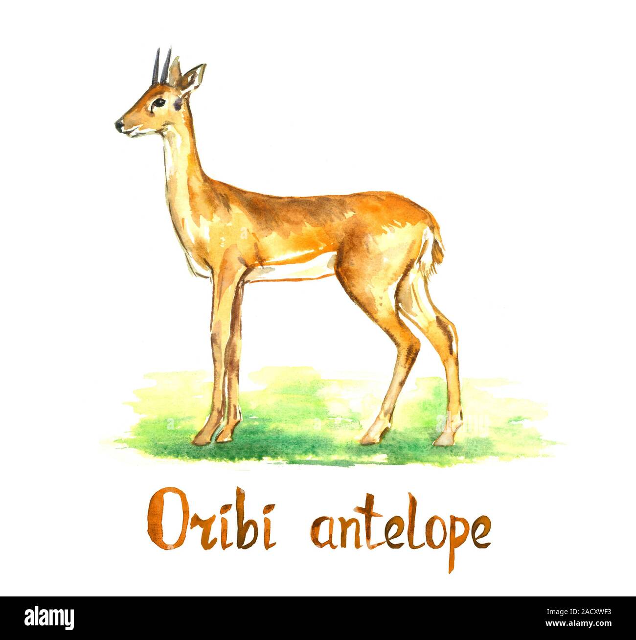 Oribi antelope, handpainted watercolor illustration isolated on white ...