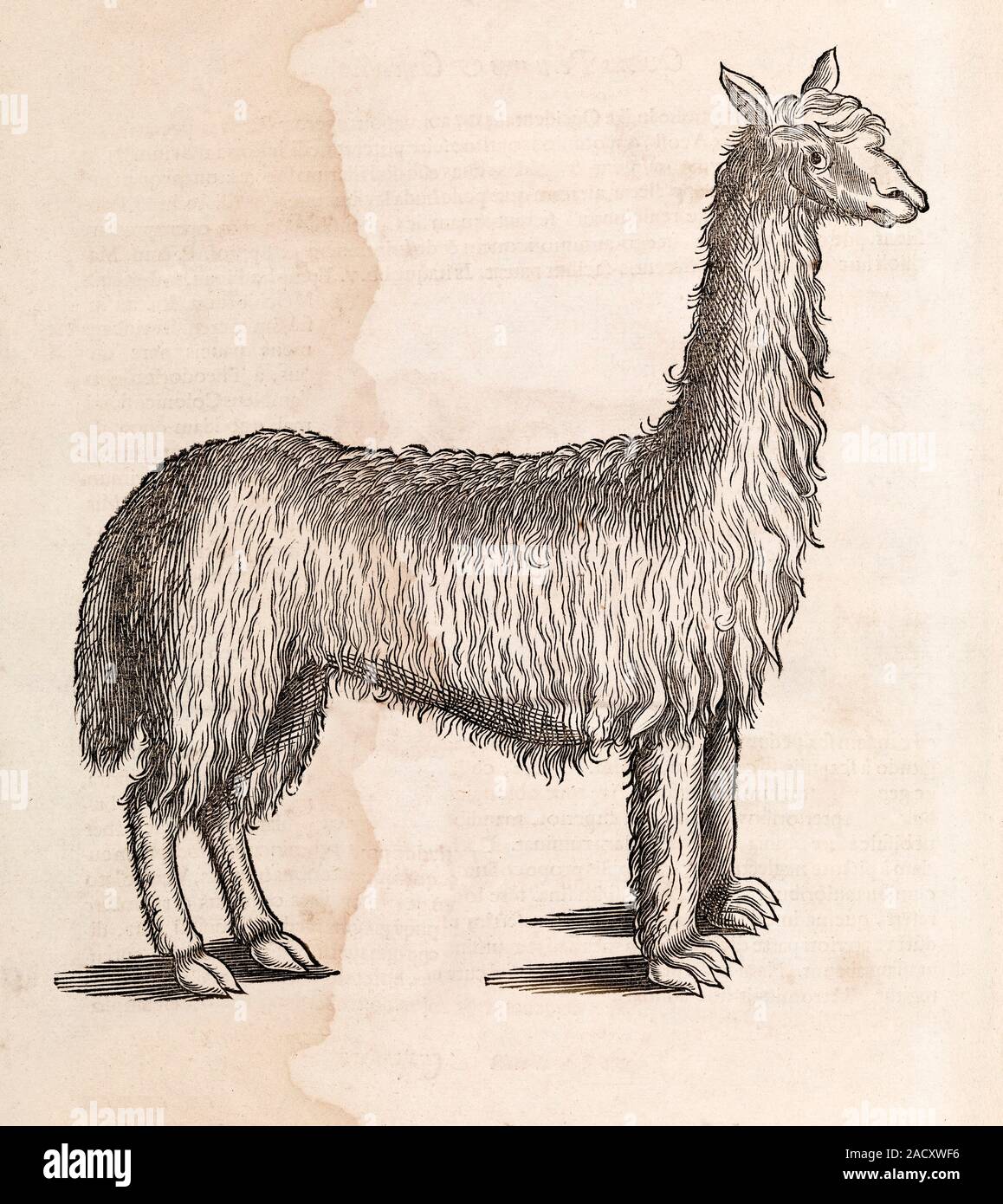 South American camelid, 17th-century artwork. There are four main ...