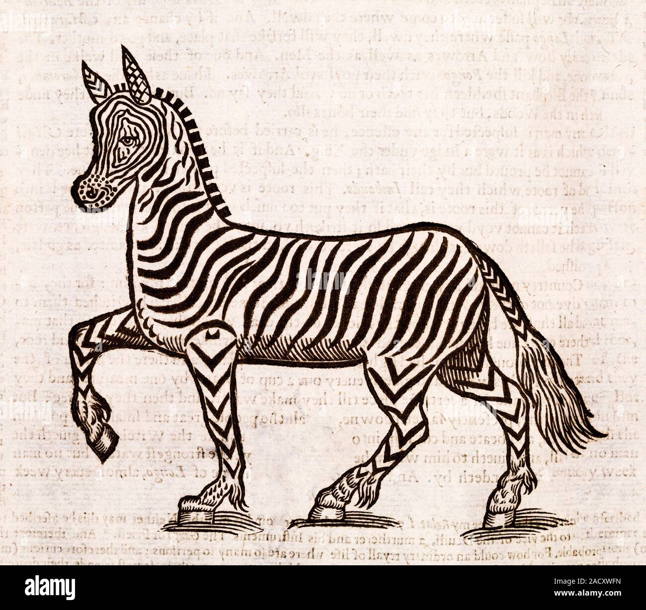 Zebra, 17th-century artwork. Artwork from 'Purchas his Piligrimes ...