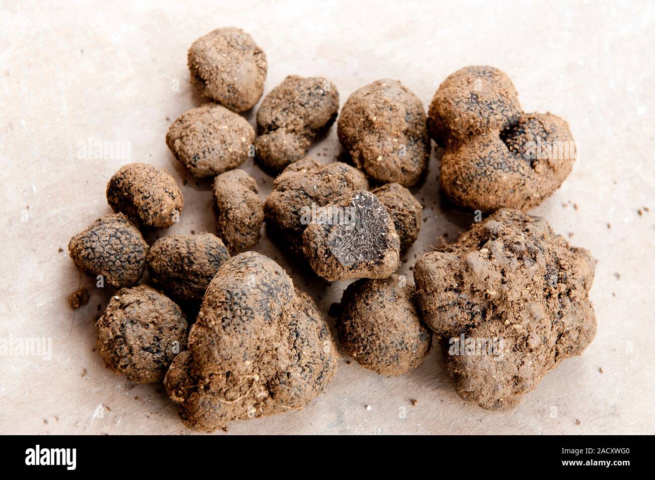 Recently dug truffles. Truffles are the fruiting bodies (reproductive ...