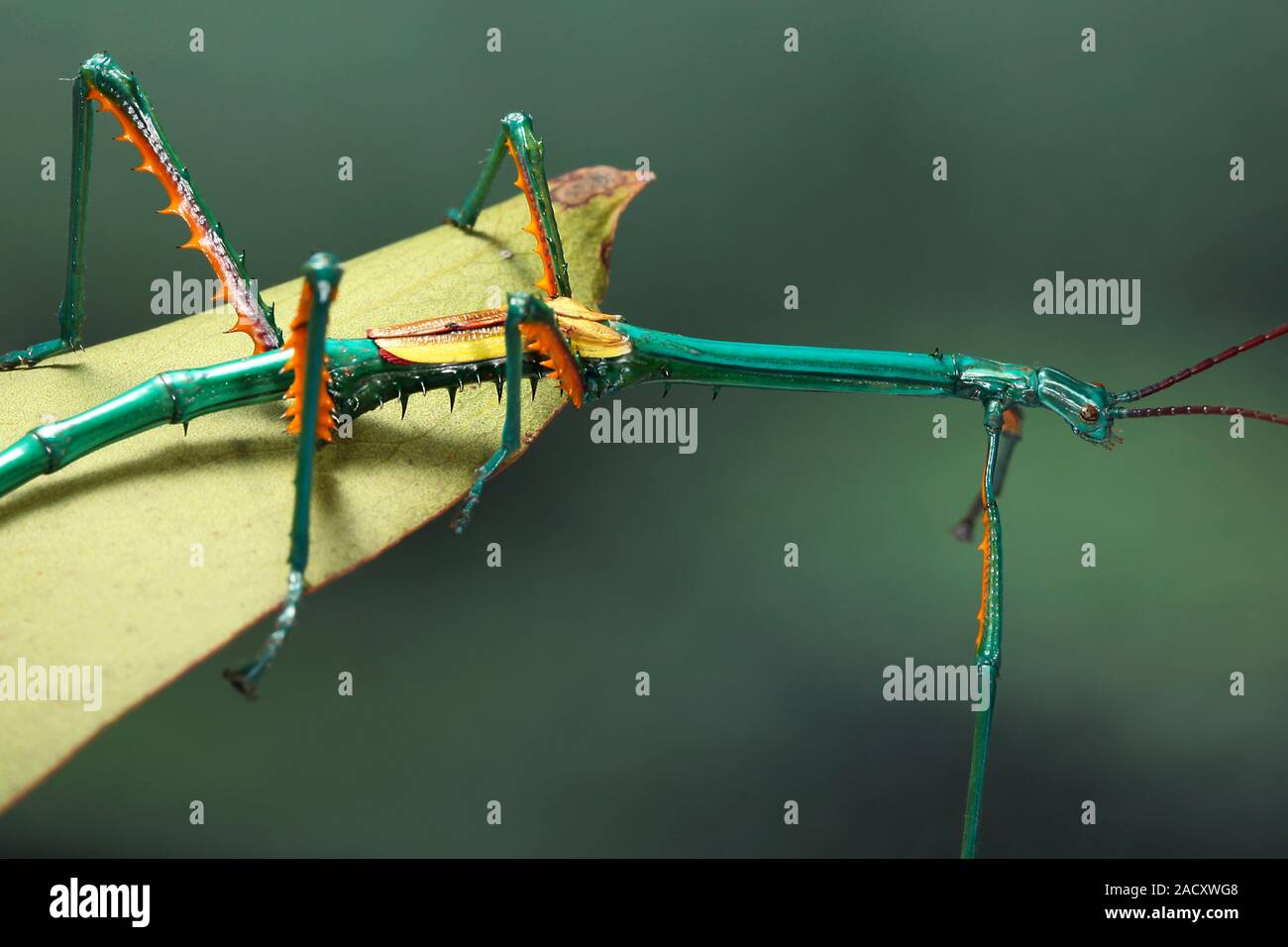 Stick insect (Achrioptera fallax). This species is native to Madagascar ...