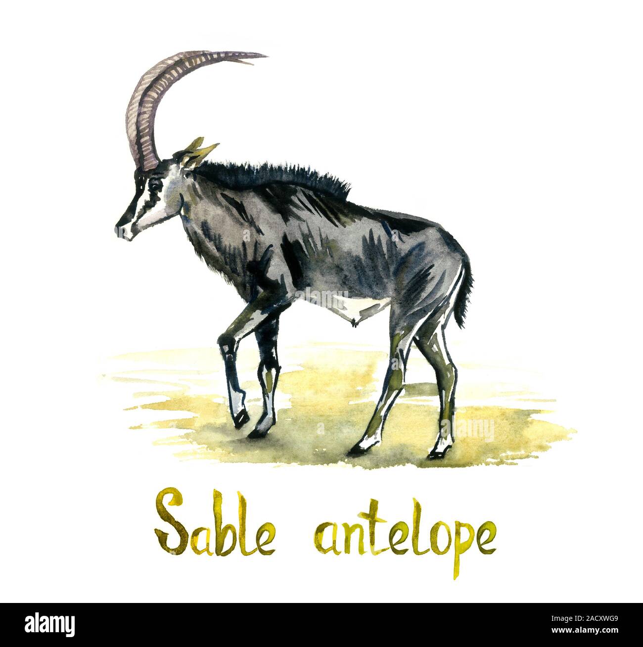 Sable antelope savanna hi-res stock photography and images - Alamy