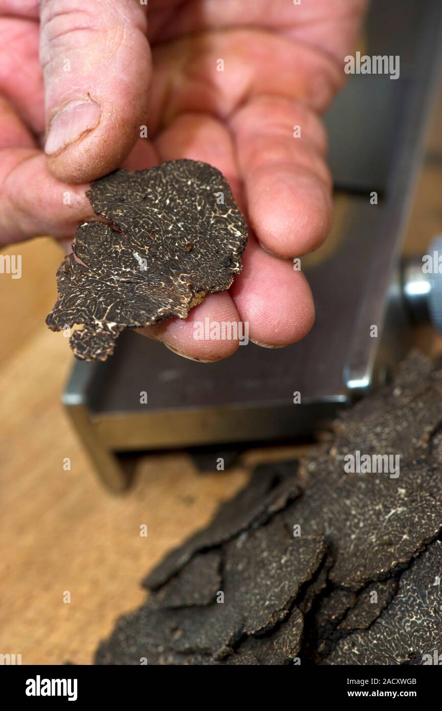 Sliced truffle. Truffles are the fruiting bodies (reproductive ...