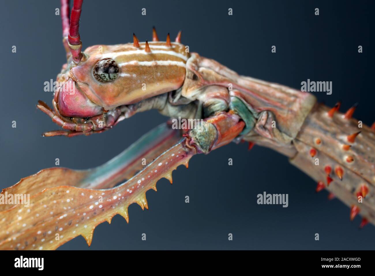 Stick insect (Achrioptera fallax), head close-up. This species is ...