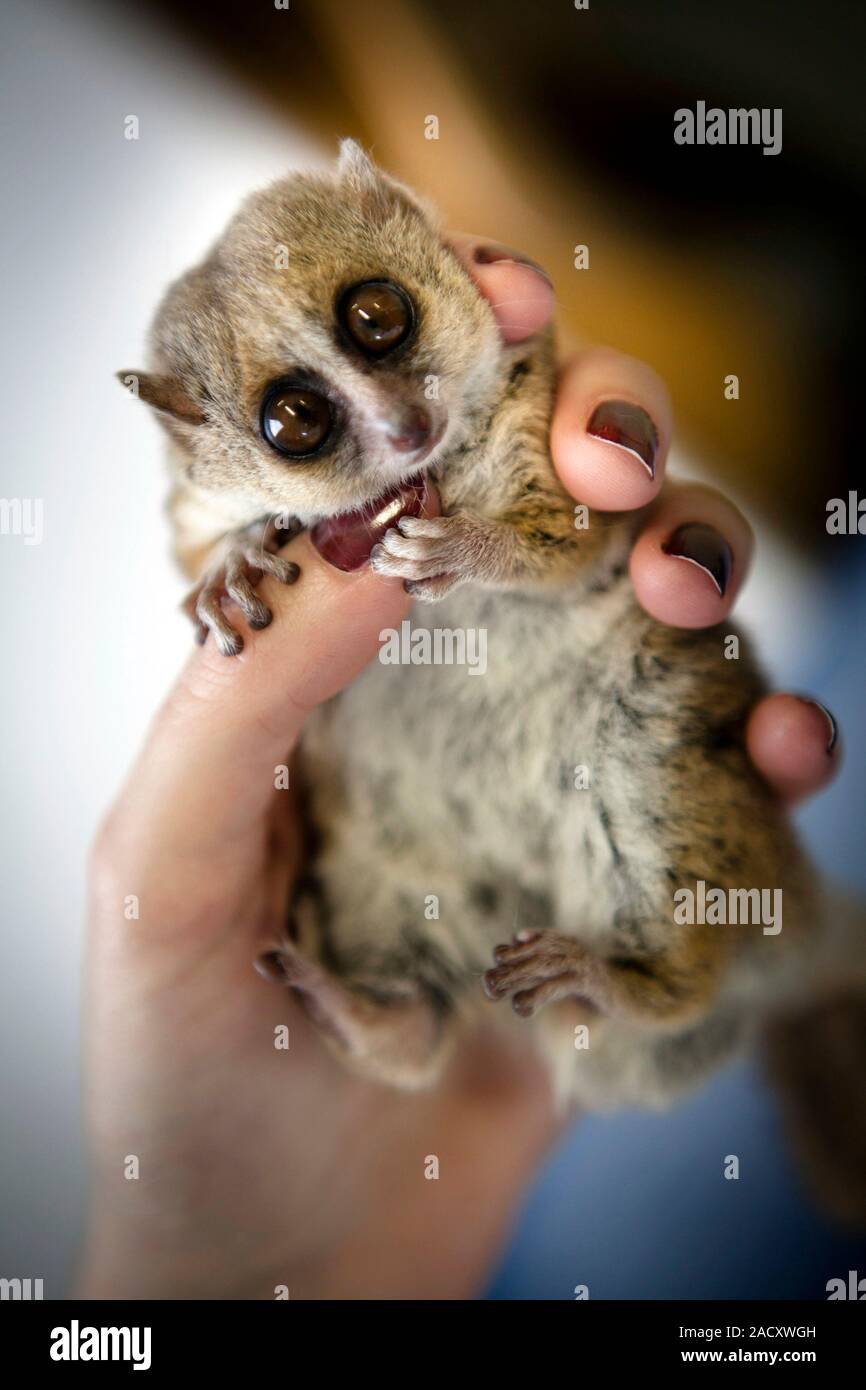 Grey mouse lemur (Microcebus murinus) held in a researcher's hand. This species of lemur is ...