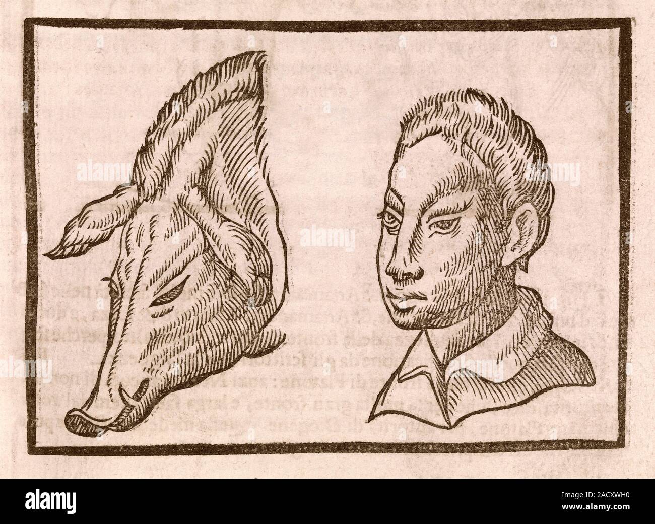 Man and pig's head. 17th-century artwork comparing the appearance of a ...