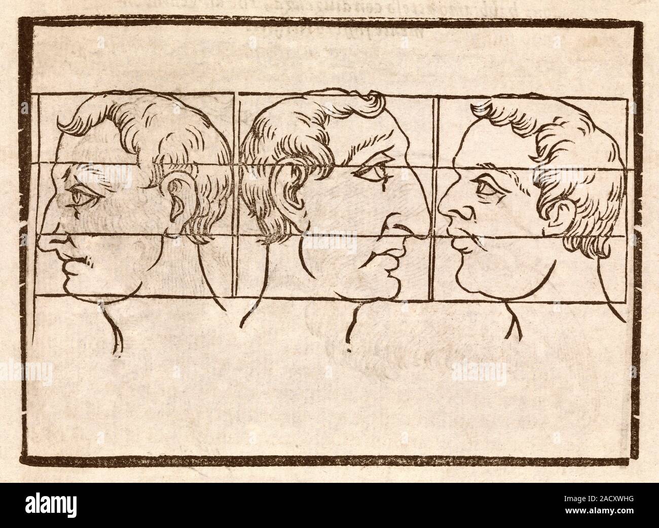 Three nose types. 17th-century artwork comparing three noses in profile ...