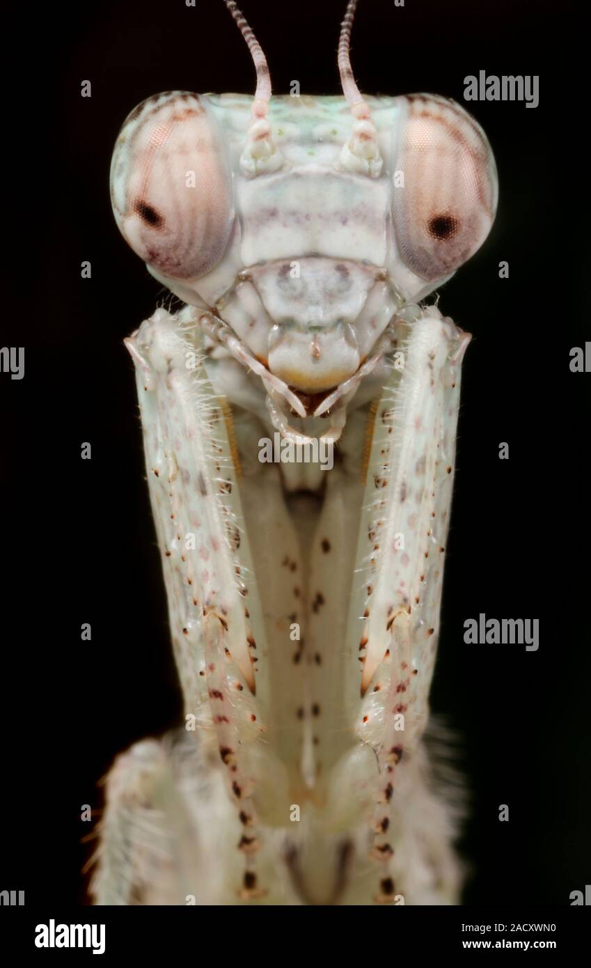 Mantis (Tarachodes karschii Stock Photo - Alamy