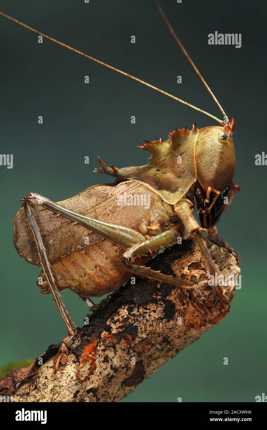 Dragon-headed katydid (Eumegalodon sp Stock Photo - Alamy