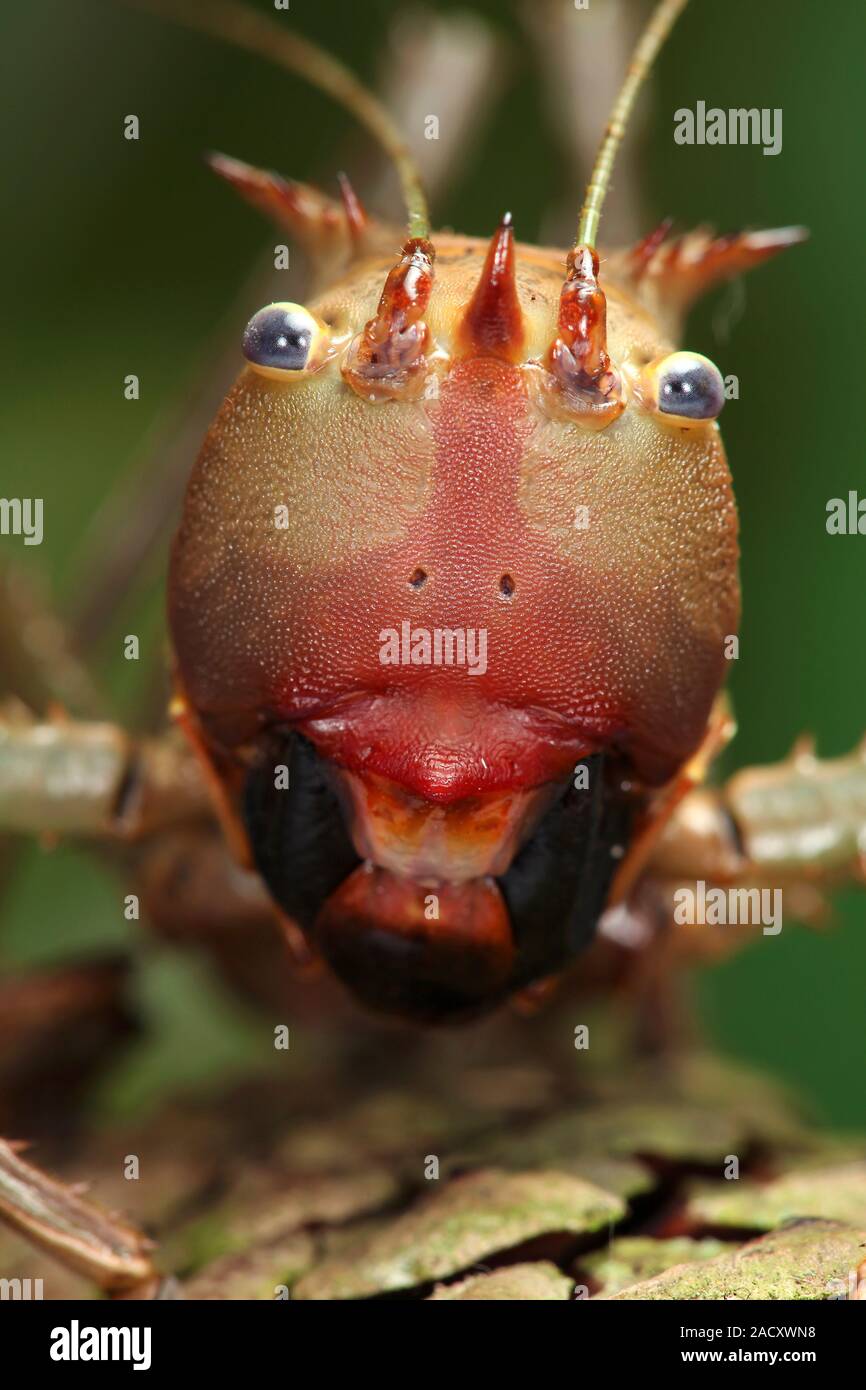 Dragon-headed katydid (Eumegalodon sp.). This katydid, or bush cricket ...